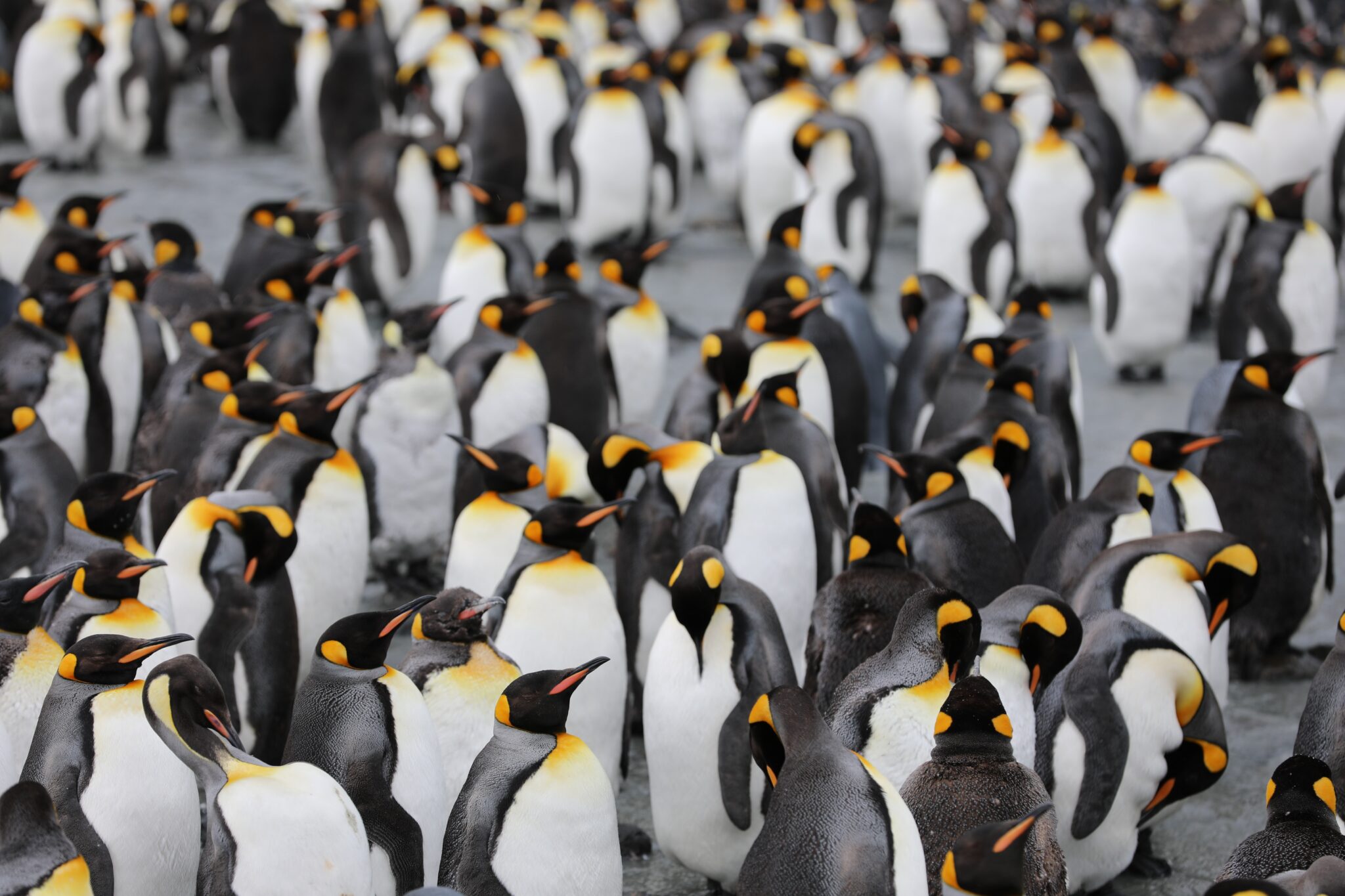 L’Antarctique en danger : 80% de l’espèce des manchots empereurs auront ...